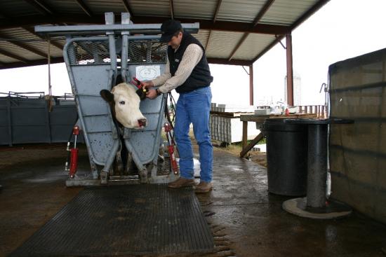 The Cattle Chute | Successful Farming