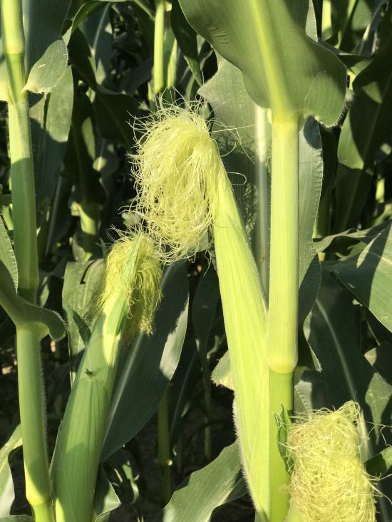 Less than three-quarters of the U.S. corn crop rated good/excellent ...