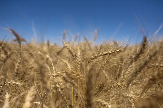 Record-breaking yield winner announced in National Wheat Yield Contest ...