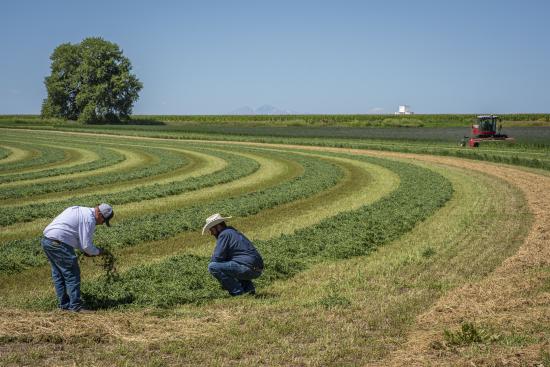 Bringing alfalfa back to the South | Successful Farming