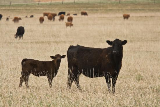 To Protect Livestock, Watch for Signs of Anthrax | Successful Farming