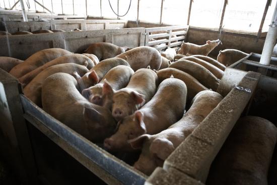 Pig Welfare Symposium Aims to ID Solutions | Successful Farming