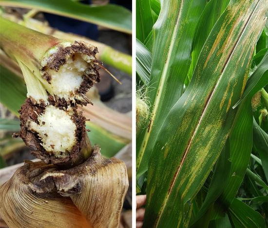 Stalk Rot Threatening Corn This Fall | Successful Farming