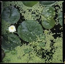 Farming Duckweed | Successful Farming