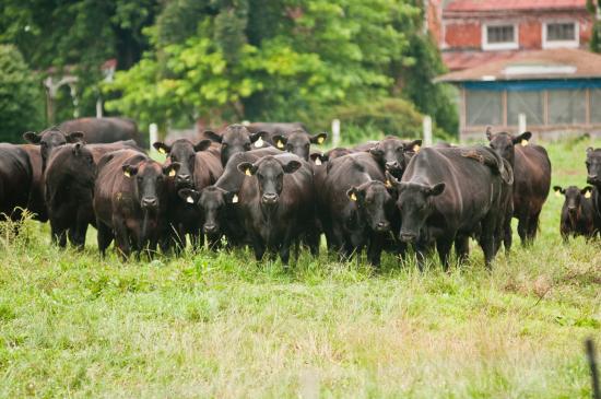 Do you know what’s crawling on your cows? | Successful Farming