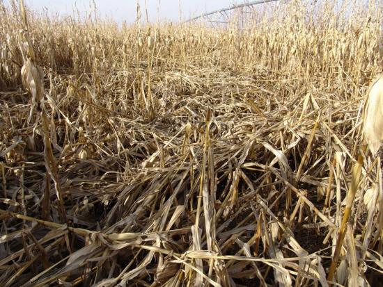 Tips to Tackling Lodged Corn | Successful Farming