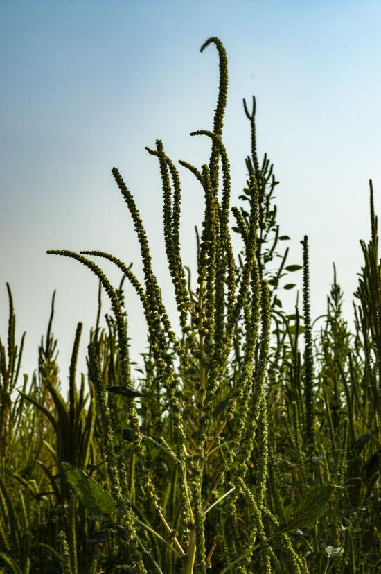 Palmer amaranth confirmed in two more Minnesota counties in 2019 ...
