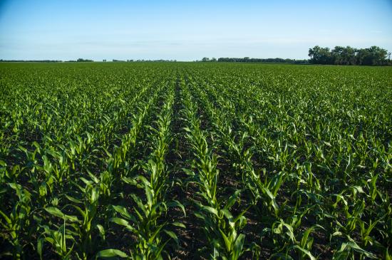 How to simplify seed decisions | Successful Farming