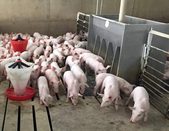 It’s boom or bust for the pork industry in 2020. Watch out for the 4th ...