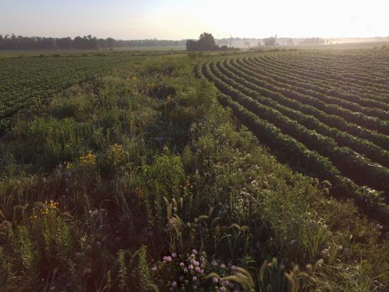 The power of prairie | Successful Farming