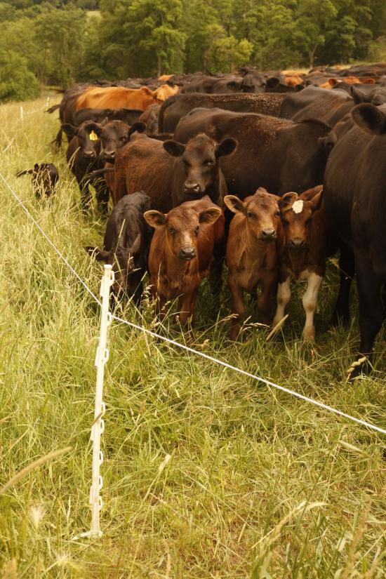 How to start a grass-fed beef farm | Successful Farming