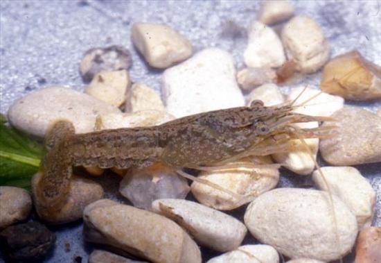 Crawfish in Ponds | Successful Farming