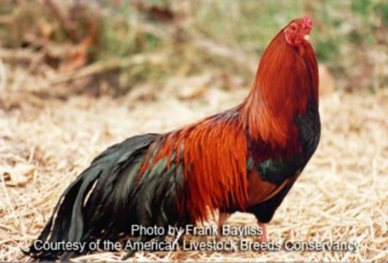 Top 10 show chicken breeds | Successful Farming