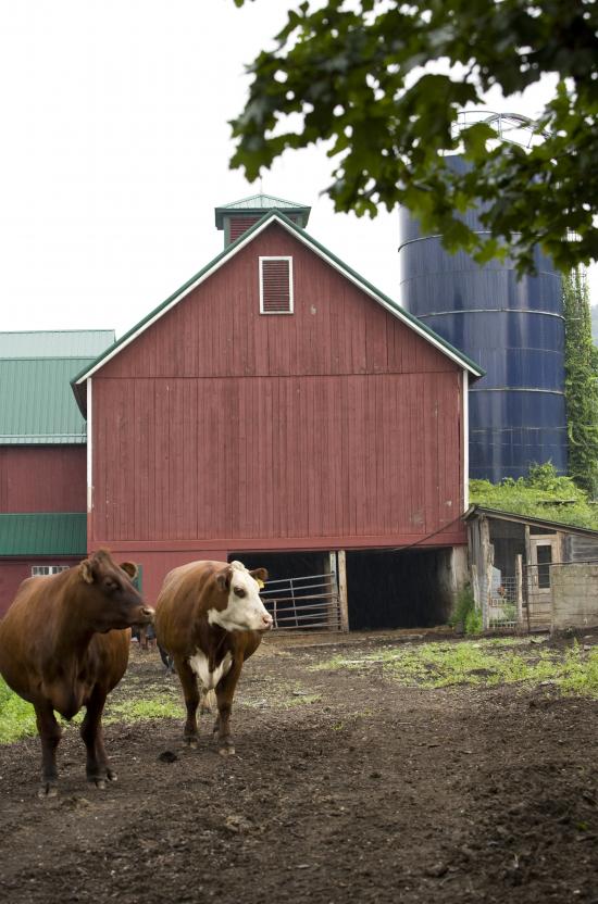 Shade Options for Cattle | Successful Farming
