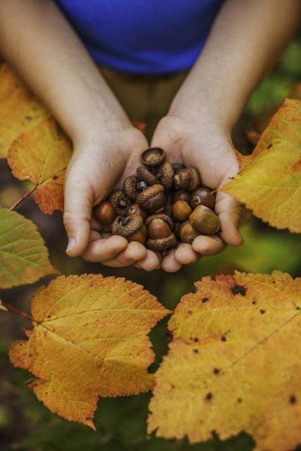 Harvesting Acorns | Successful Farming