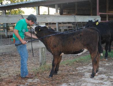 How to choose show steers | Successful Farming