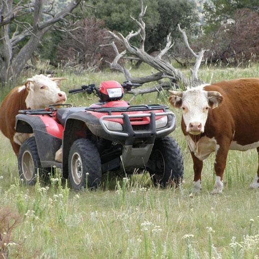 Mini moos | Successful Farming