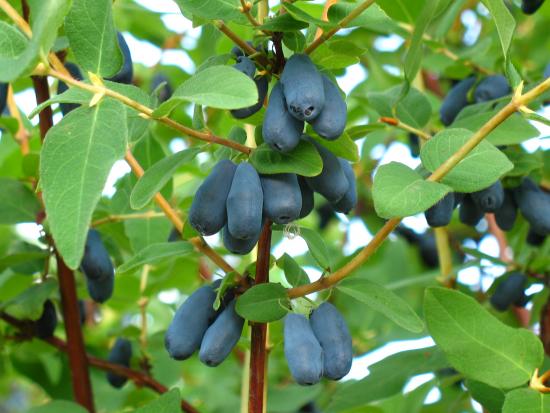Growing Honeyberries | Successful Farming