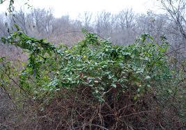 Controlling Woody Weeds | Successful Farming