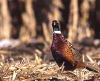 Raising pheasants | Successful Farming