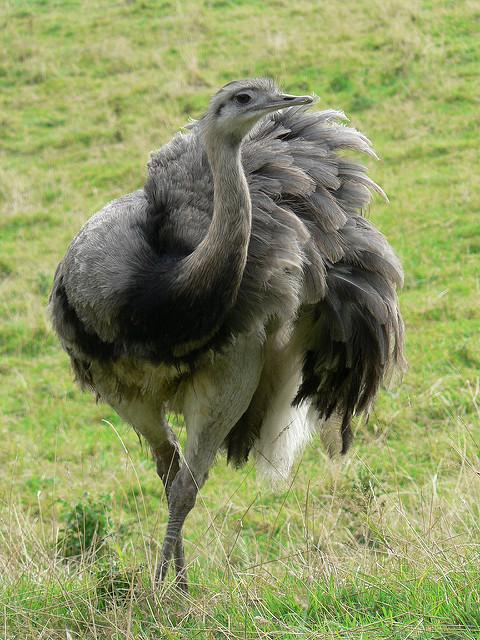Raising Rheas | Successful Farming
