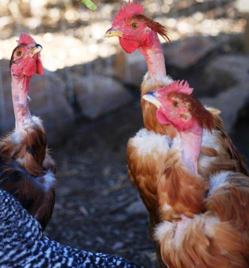 Raising Turkens | Successful Farming